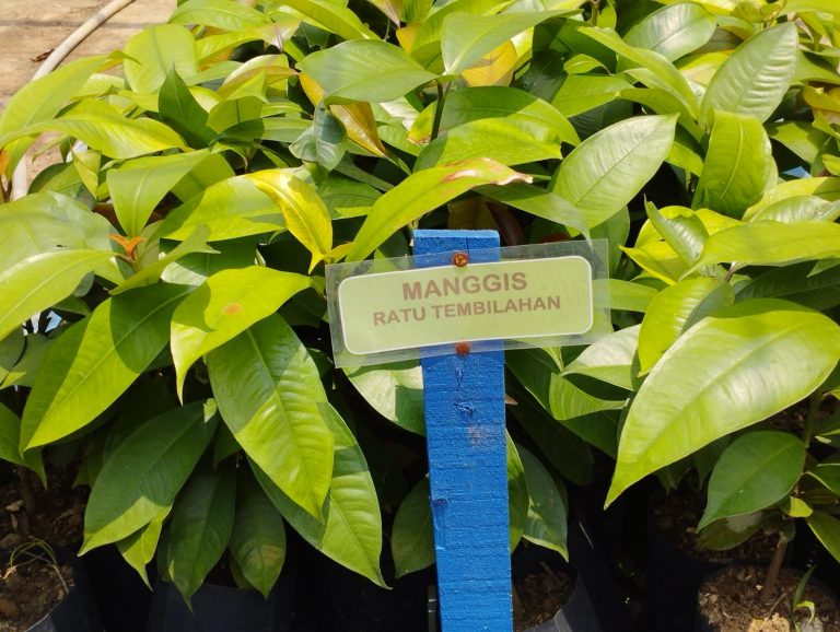 Penerapan Teknik Sambung atau Grafting dalam Perbanyak Tanaman ...